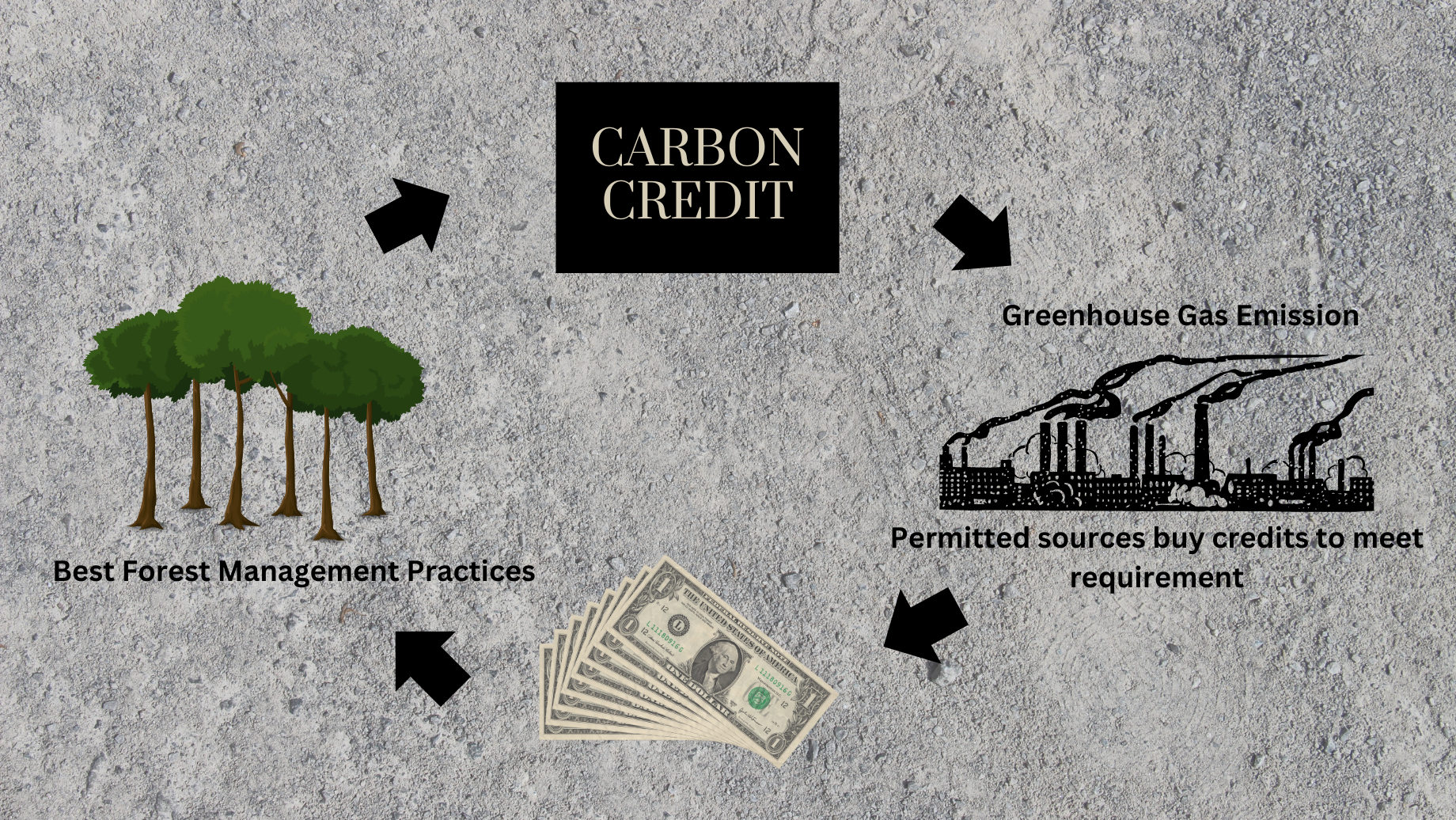 Ups and Downs of Forest Carbon Markets | Samriddhi Foundation